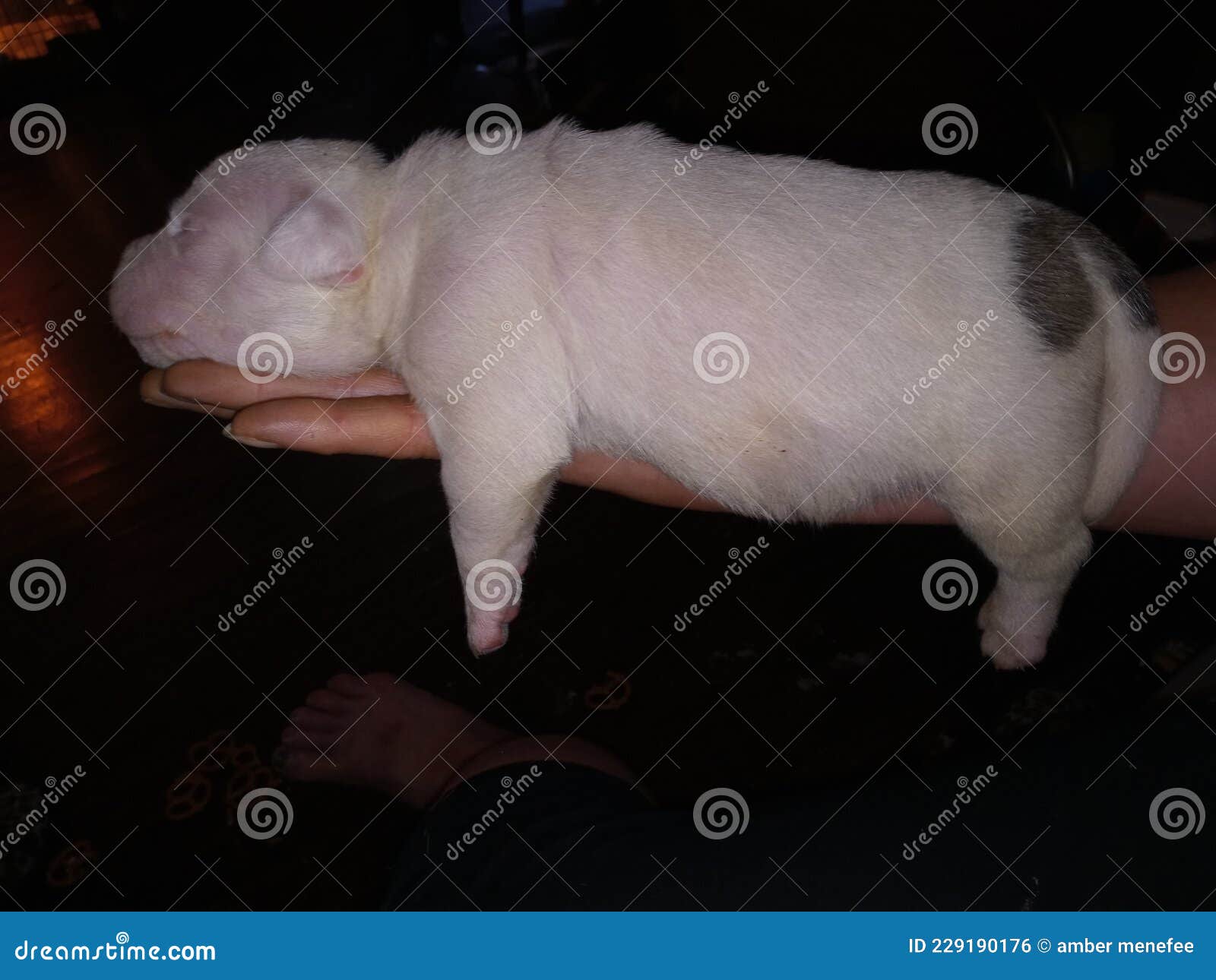 Fat little bulldog stock photo. Image of bulldog, sleeping - 229190176