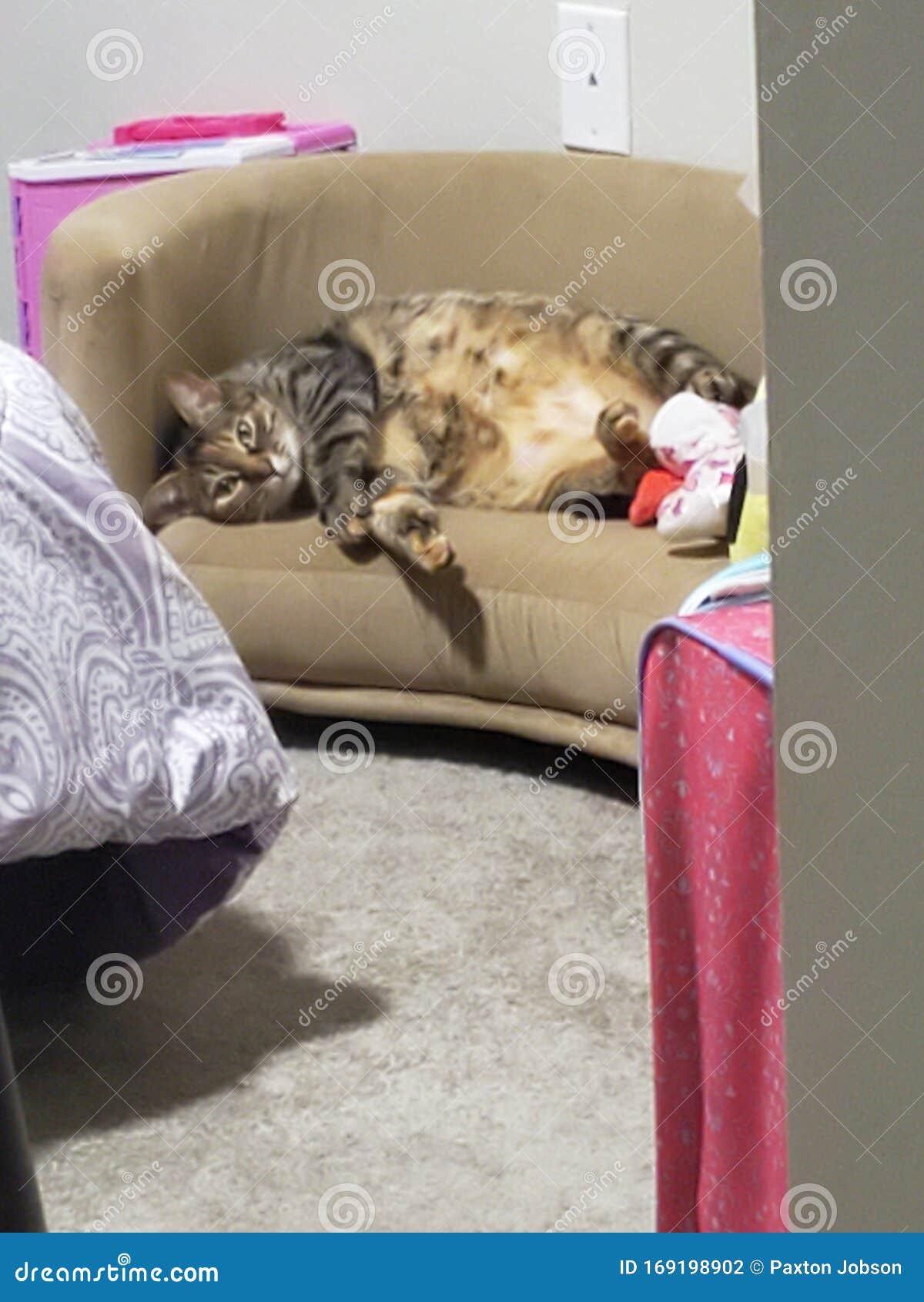 Fat little kitty cat stock photo. Image of comfort, little - 169198902