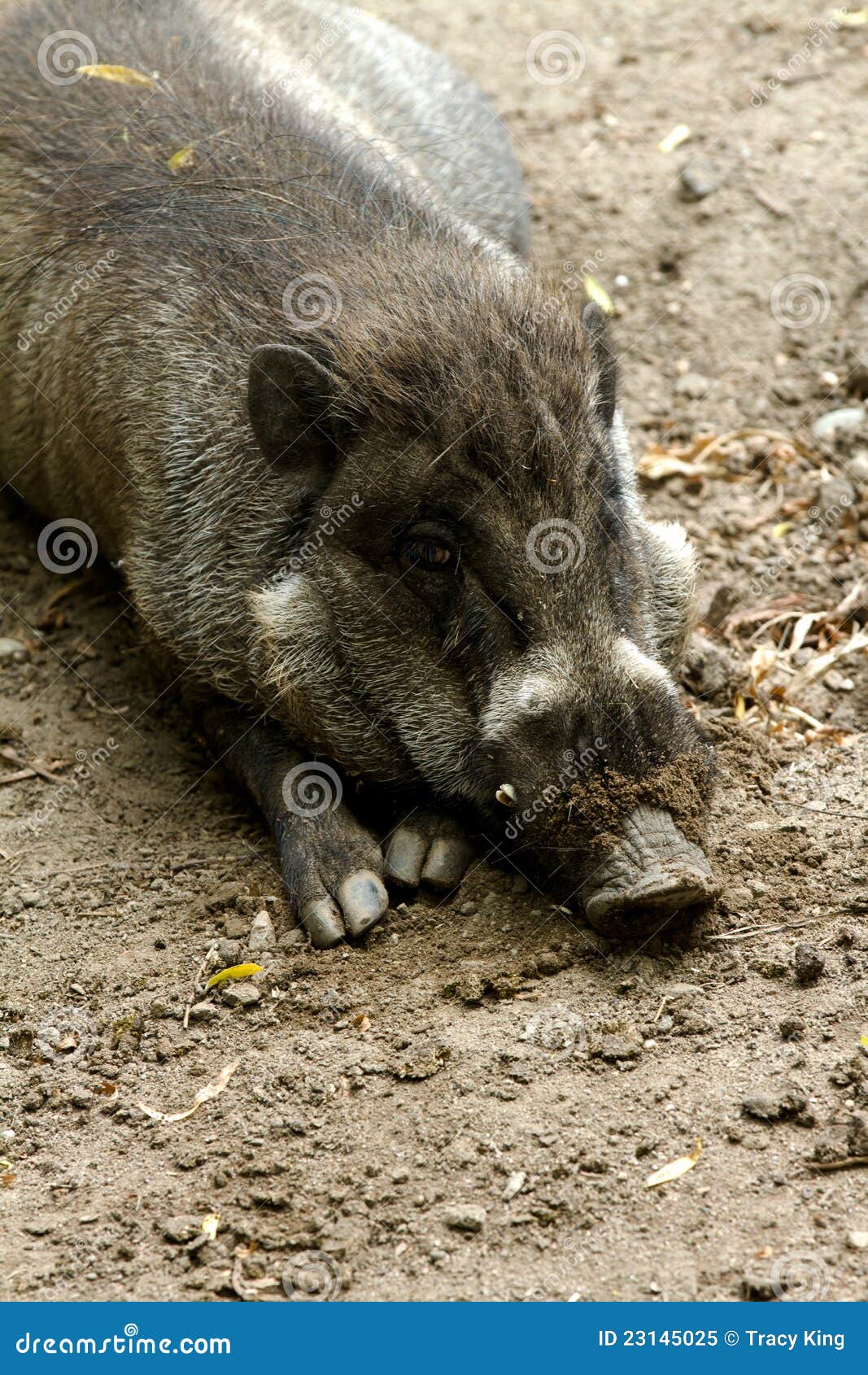 Fat little piggy stock image. Image of mammal, livestock - 23145025