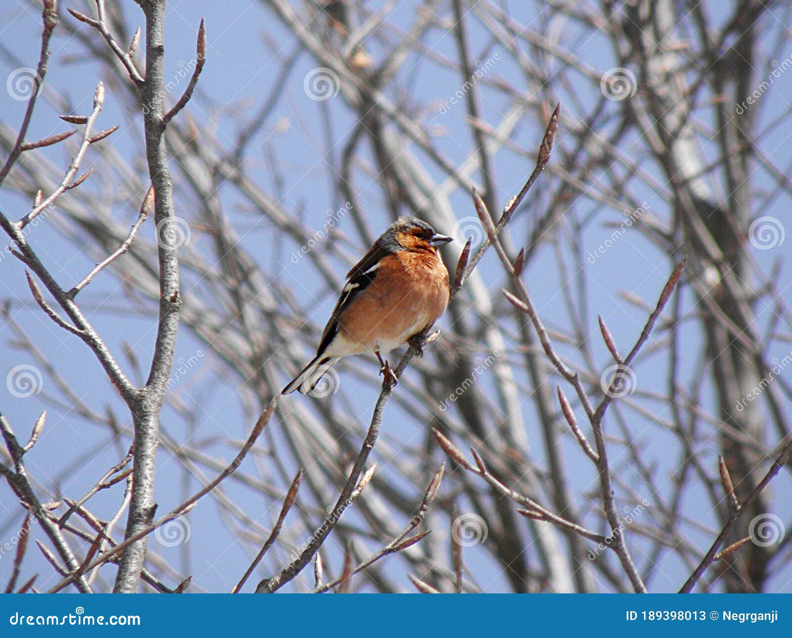 A Fat Little Red Bird is Sunbathing on the Dry Branches of Trees Stock ...