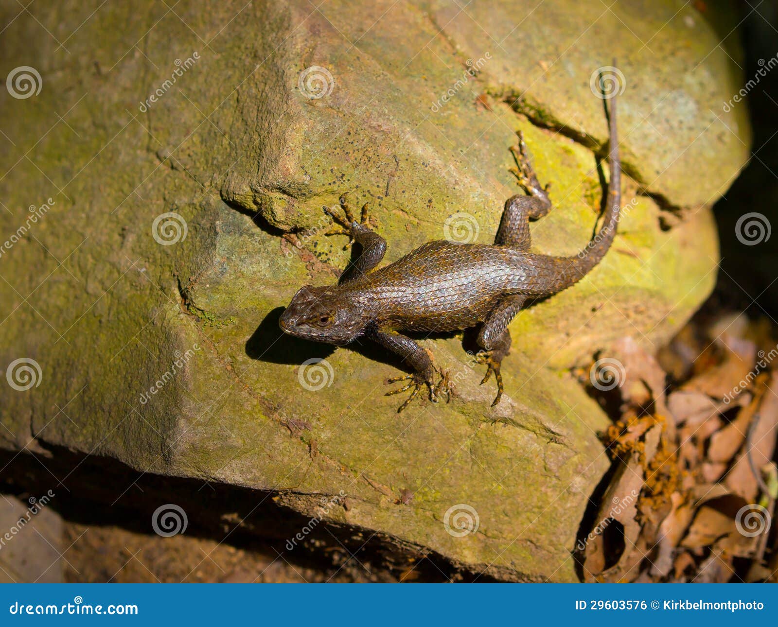 Fat lizard on a rock stock photo. Image of sheels, dunes - 29603576