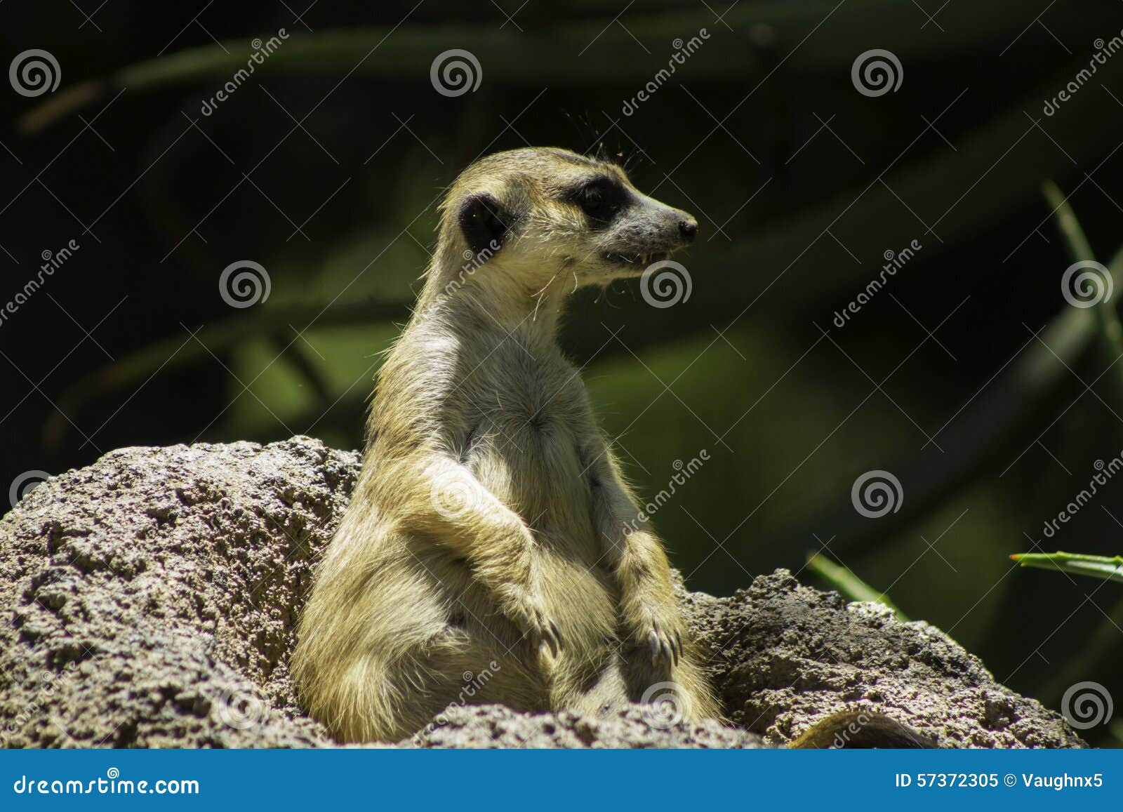 Fat Meerkat stock image. Image of dirt, rest, grass, wildlife - 57372305