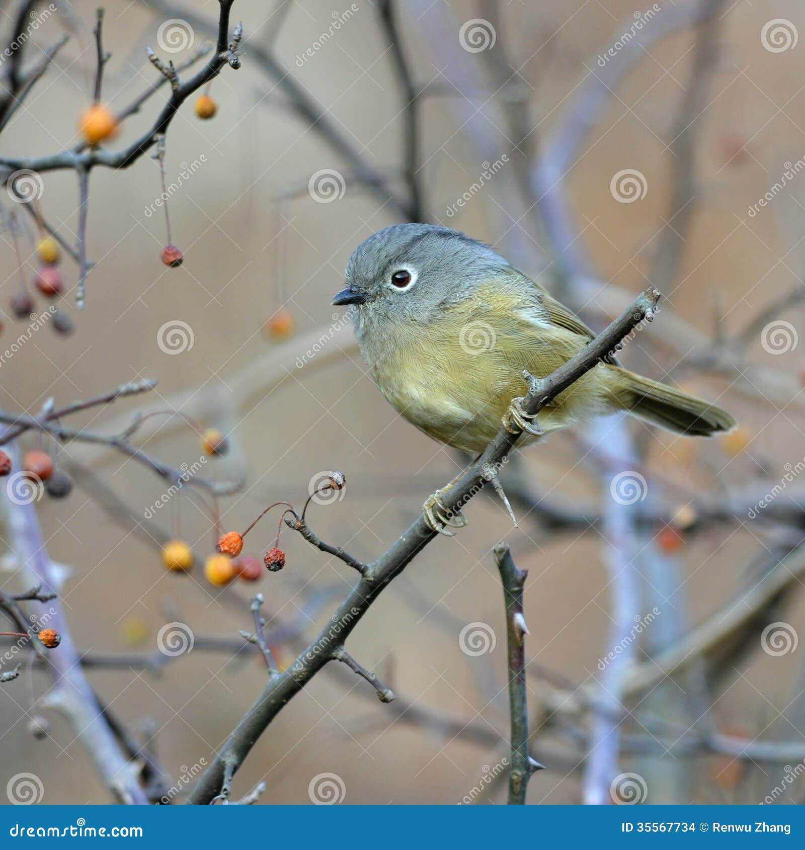 A fat migratory bird stock photo. Image of brown, colorful - 35567734
