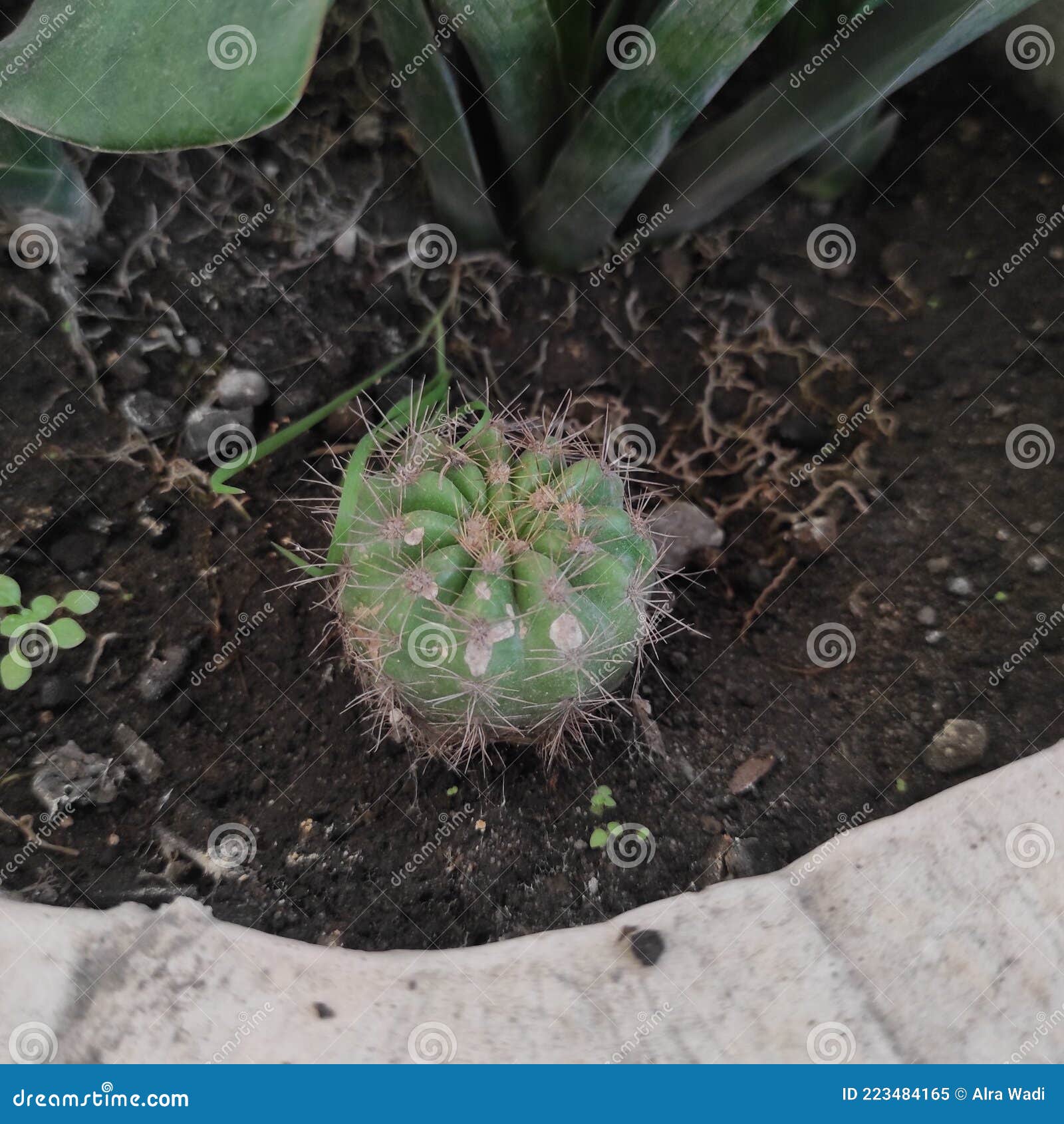 Fat mini cactus stock image. Image of mini, cactus, green - 223484165