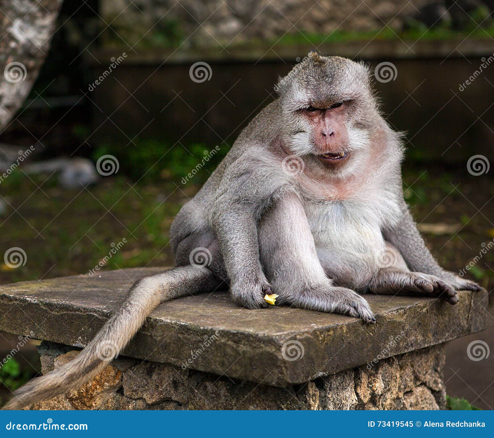 Fat Monkey Eating stock image. Image of diet, native - 73419545