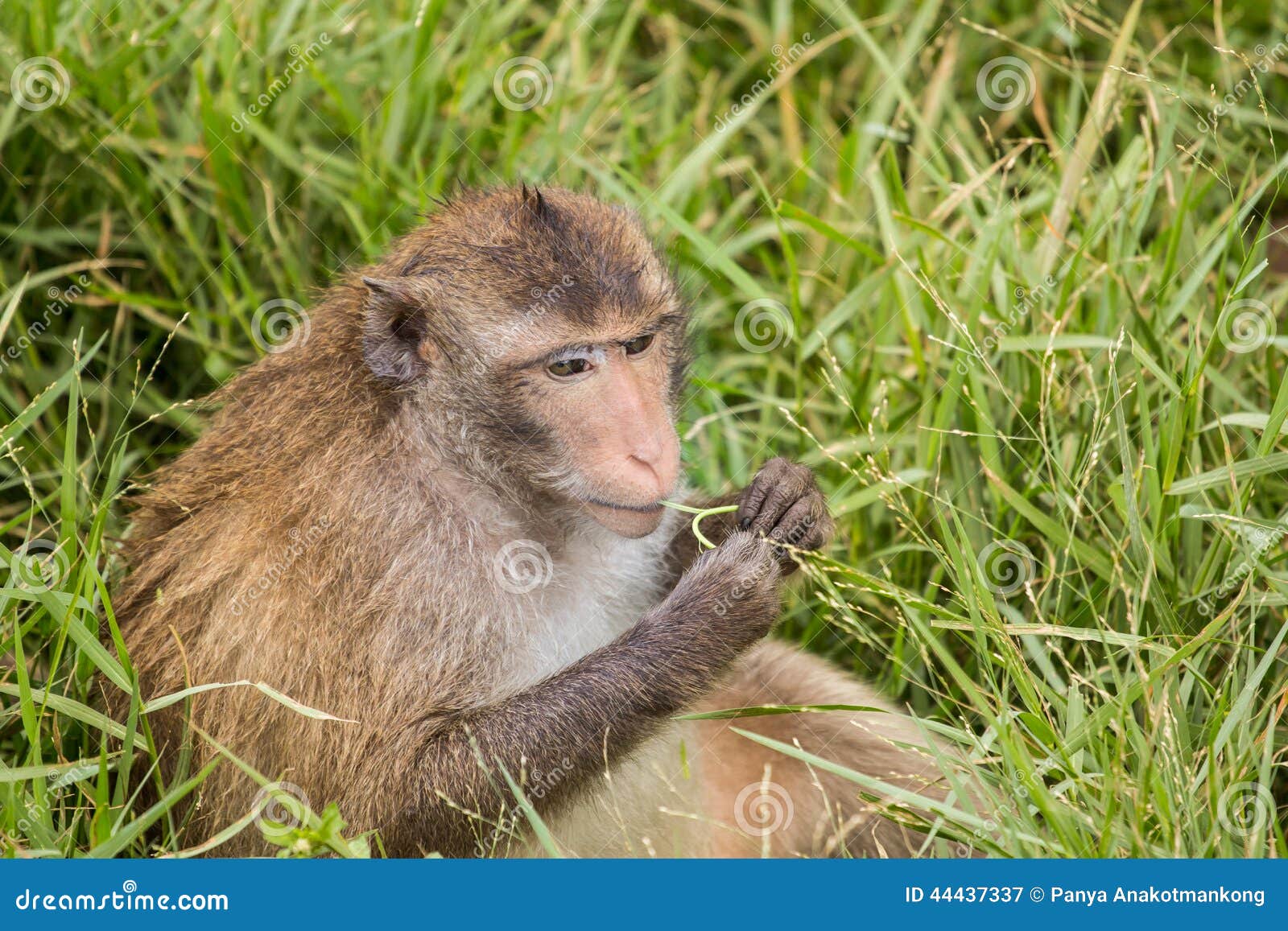 Fat monkey eating grass stock image. Image of hand, young - 44437337