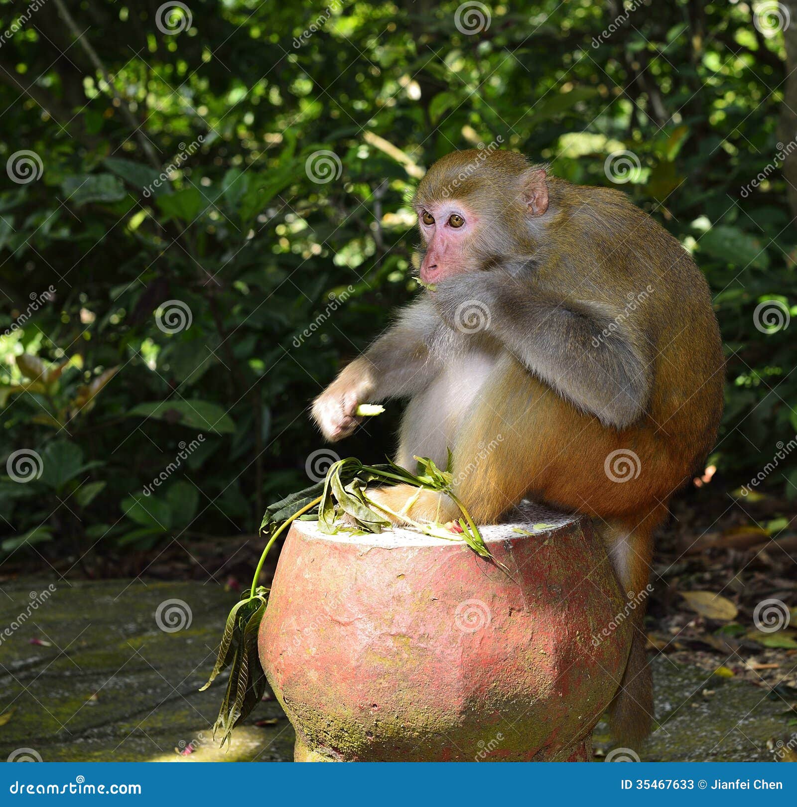 A Fat Monkey King is Esting Something Stock Image - Image of smart ...