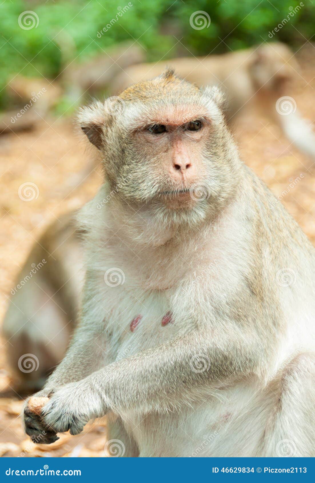 Fat monkey stock photo. Image of wild, mother, forest - 46629834