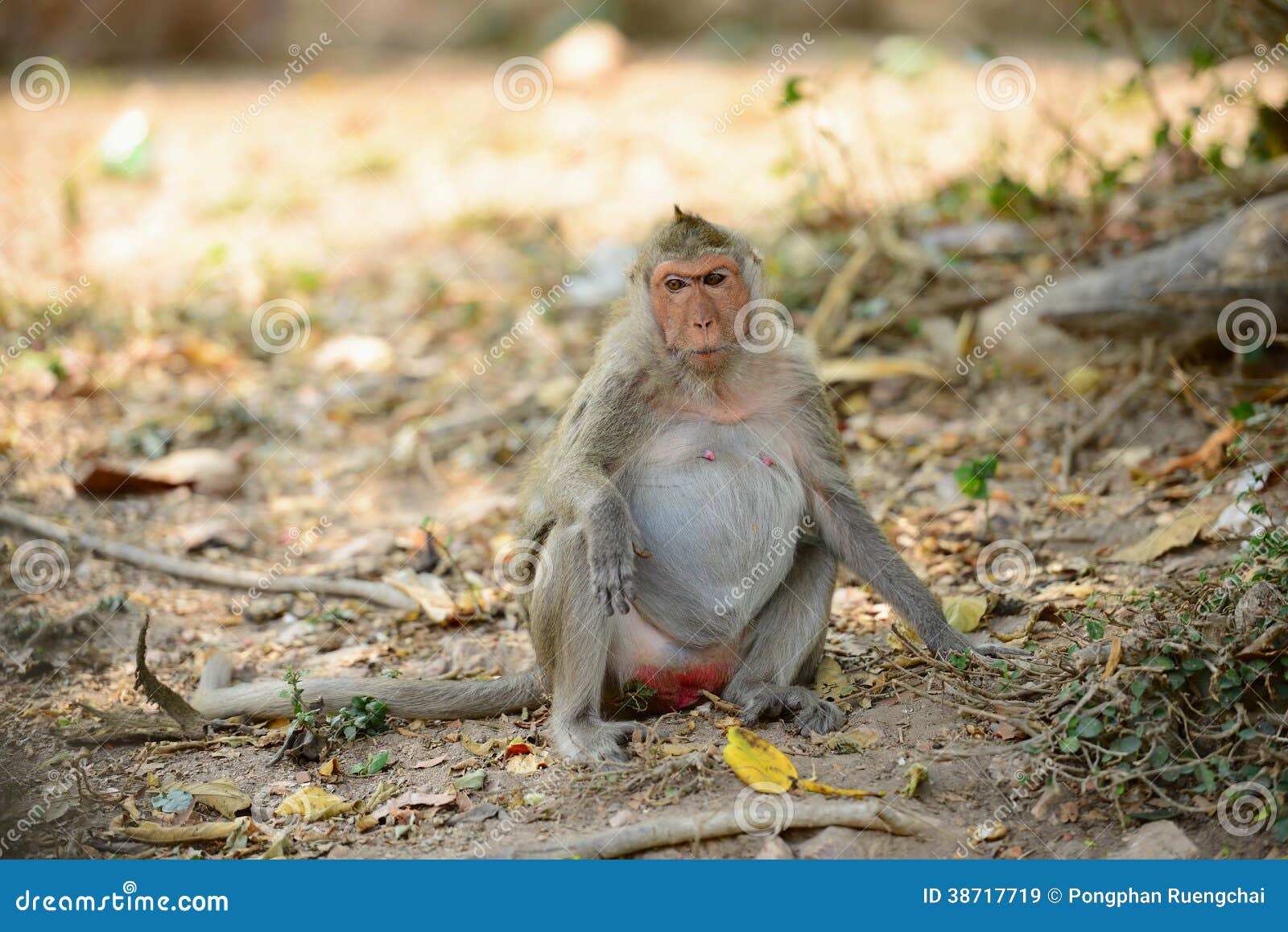 Fat monkey stock image. Image of animal, overweight, suspicion - 38717719