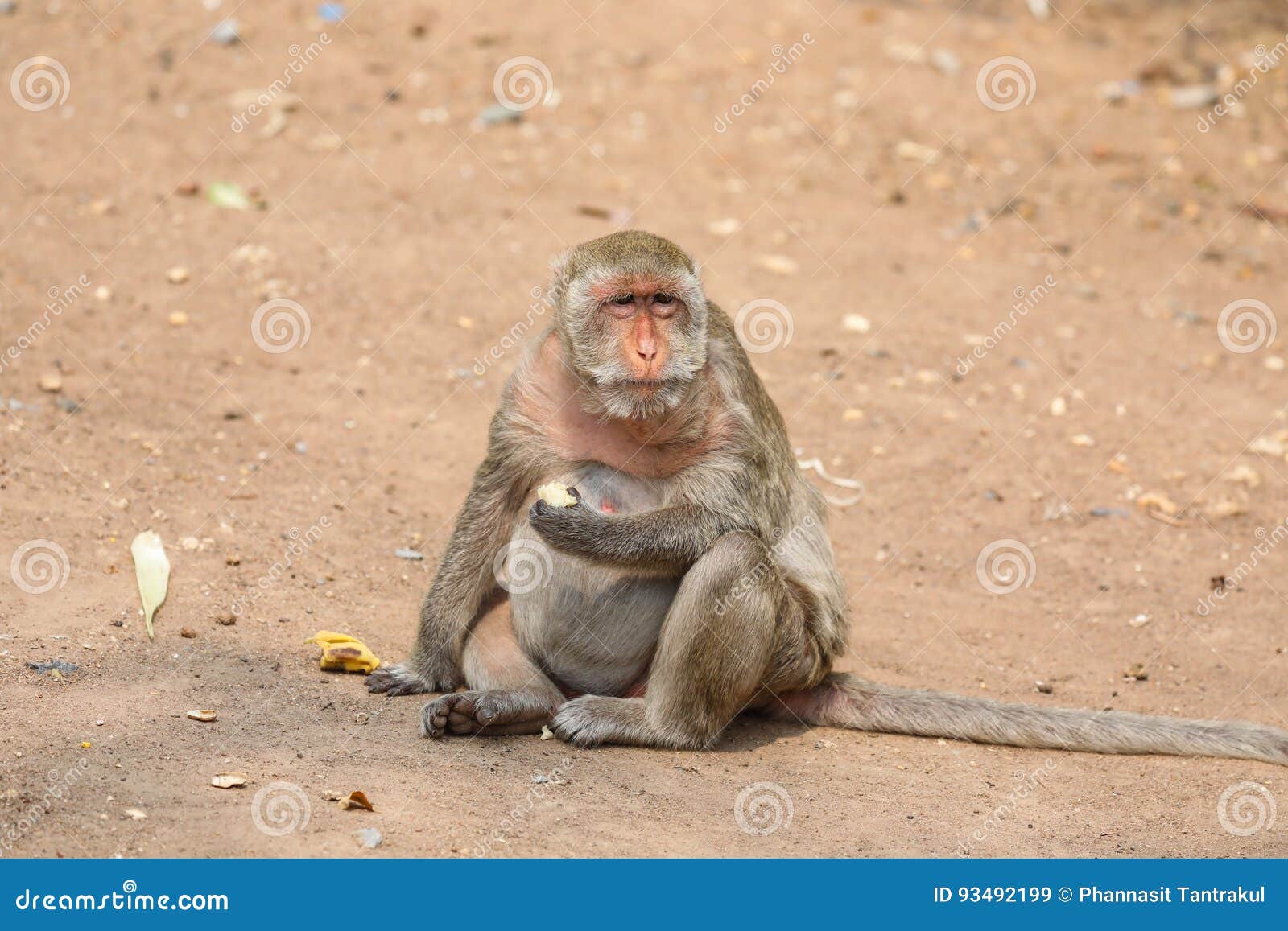 Fat Monkey . stock image. Image of sparrow, garden, wildlife - 93492199