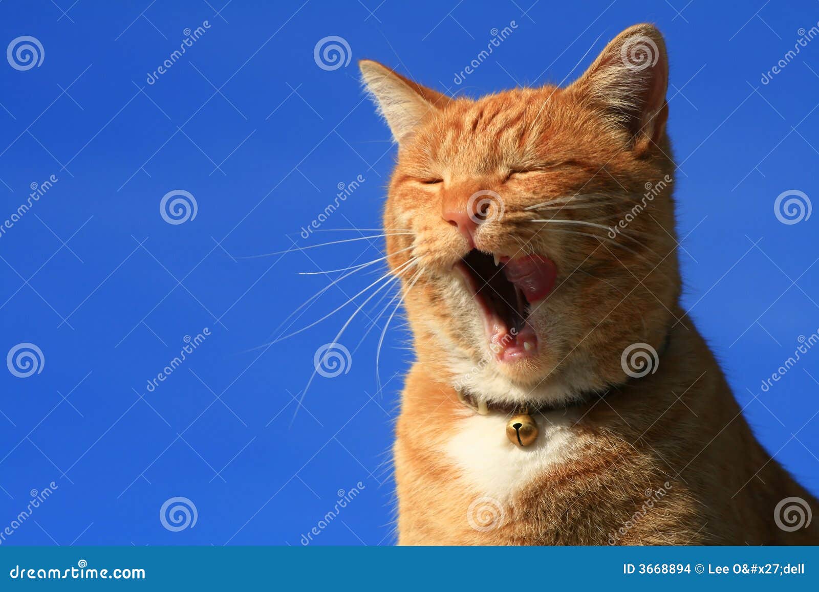 A Fat Mouse and a Nap stock photo. Image of feline, licking - 3668894