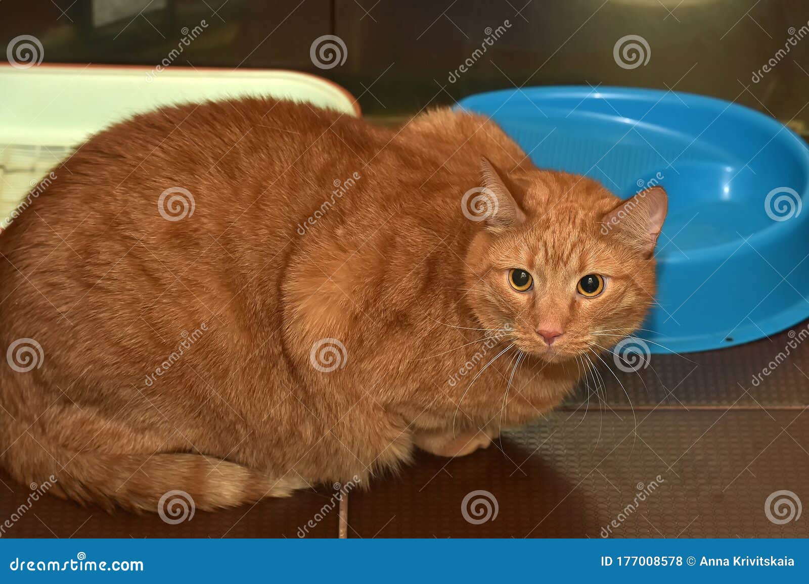 Fat obese red cat stock photo. Image of funny, isolated - 177008578