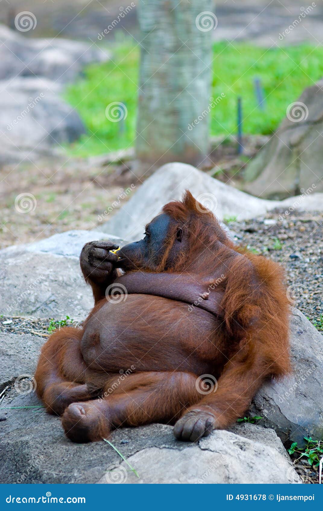 Fat Baby Orangutan