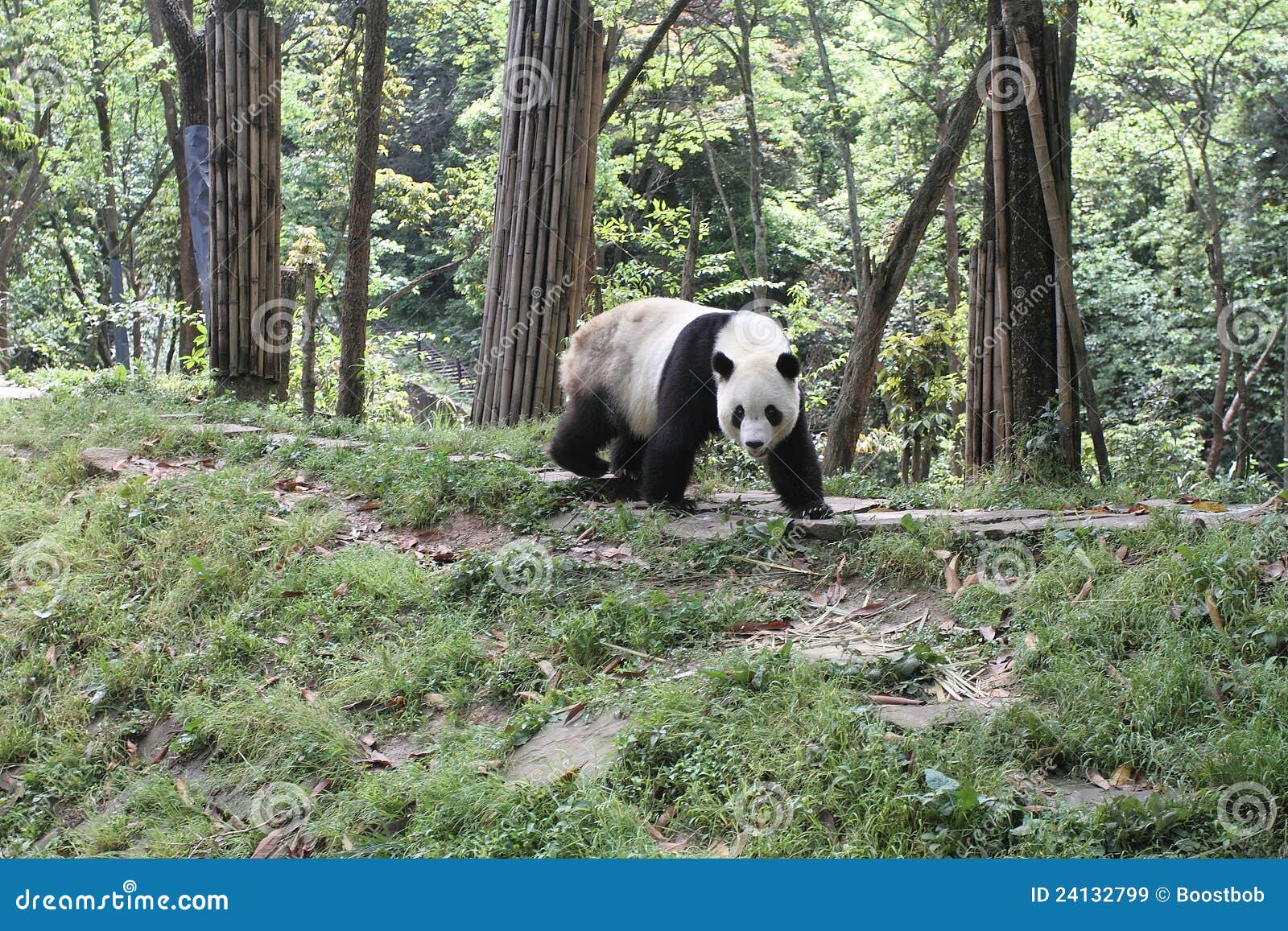 A fat panda stock image. Image of panda, heroes, movie - 24132799