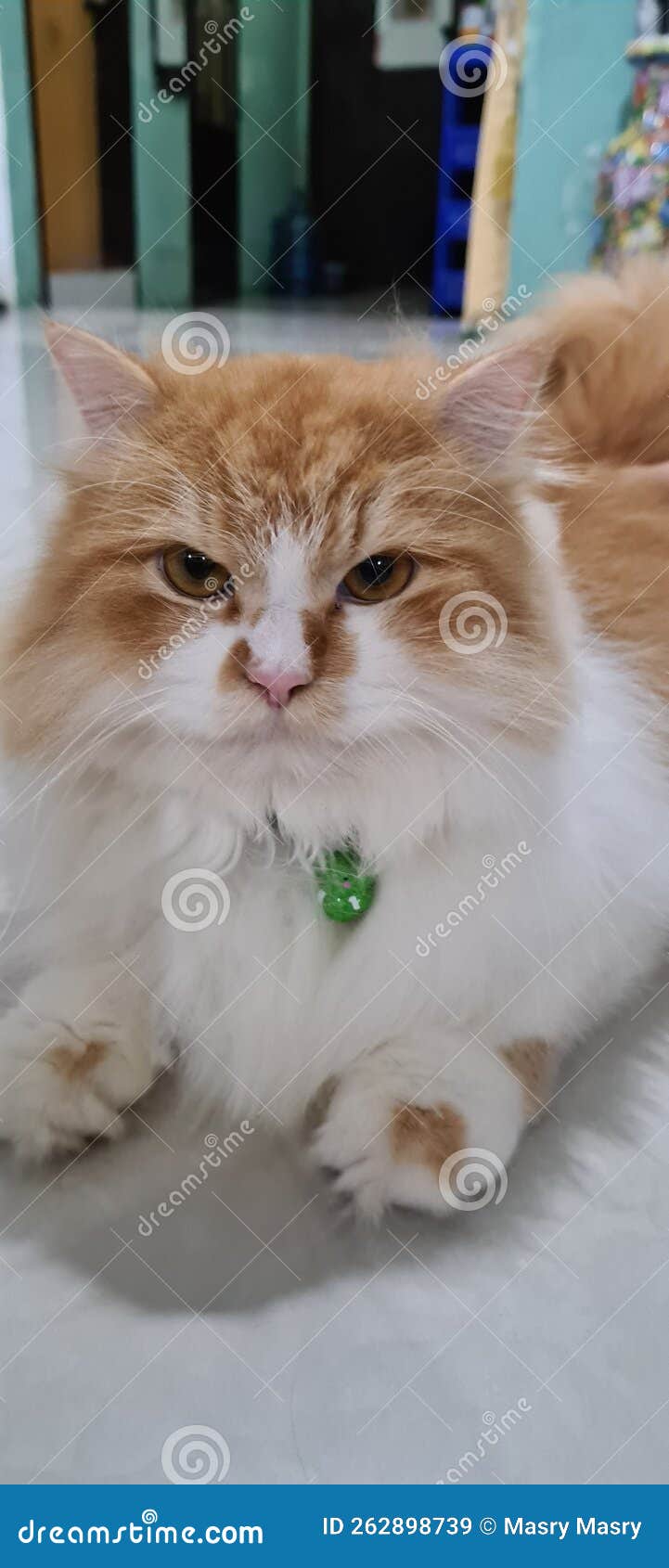 Fat Persian Cat stock image. Image of white, mammal - 262898739