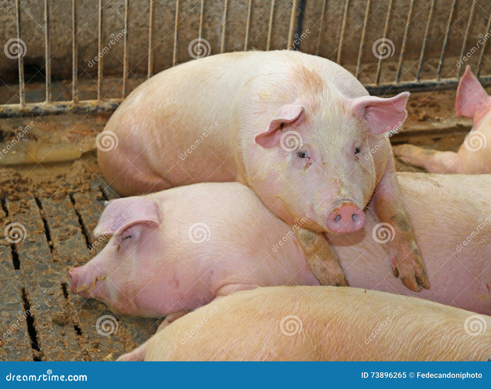 Fat Pig Leaning Over the Back of Another Pig in the Breeding of Stock ...