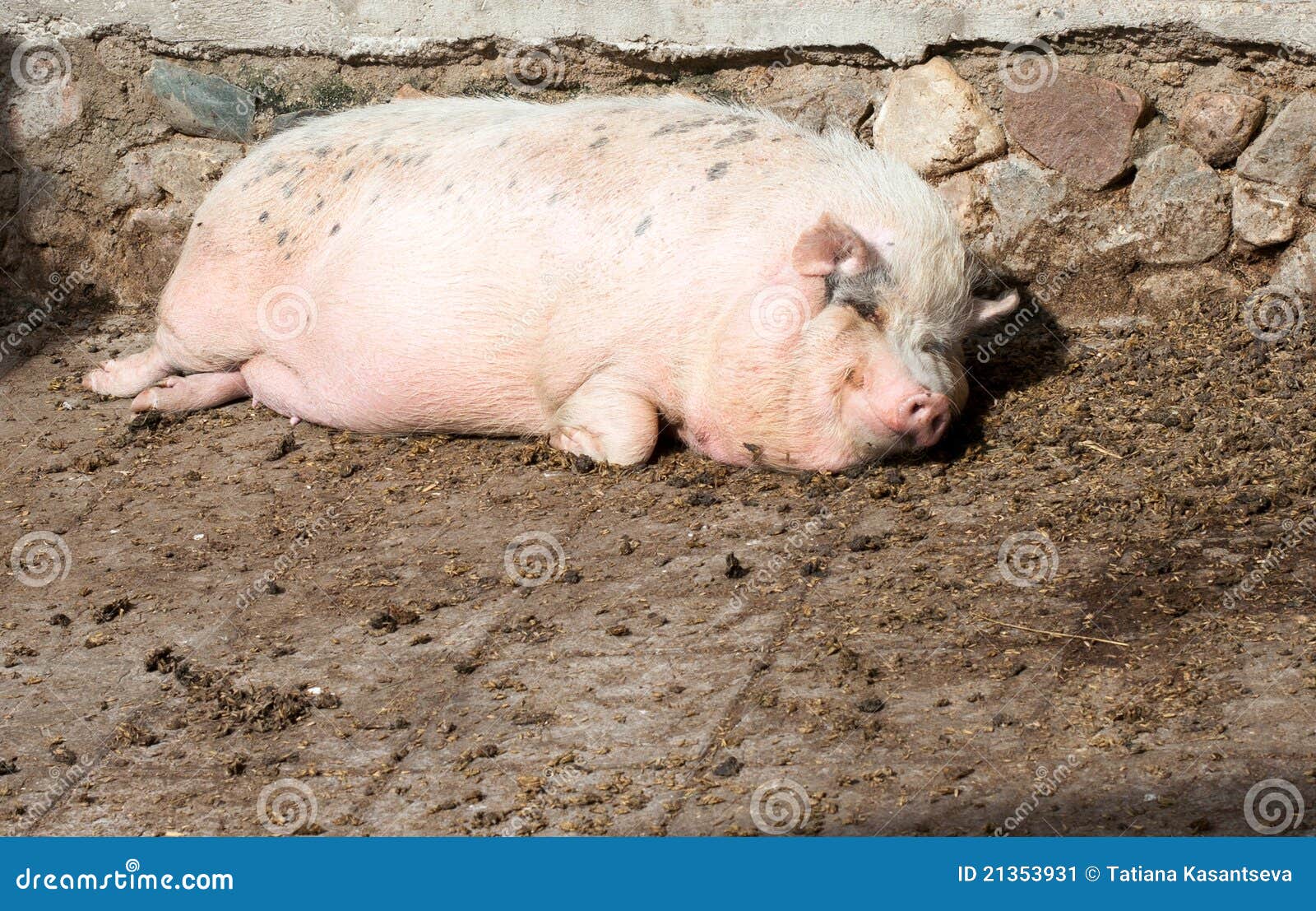 Fat Pig Lying on the Ground Stock Image - Image of production, smile ...