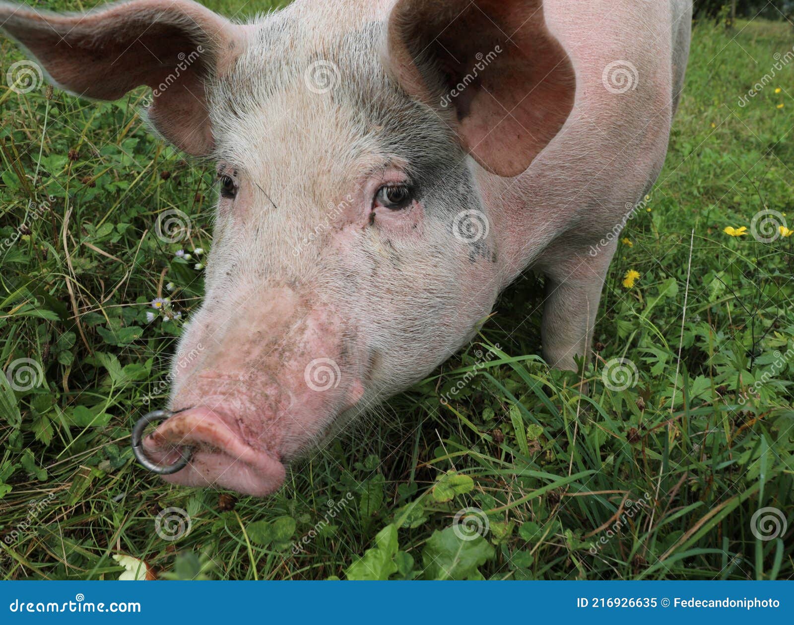 Pig with a Nose Ring and Staring at the Camera Stock Image - Image of ...