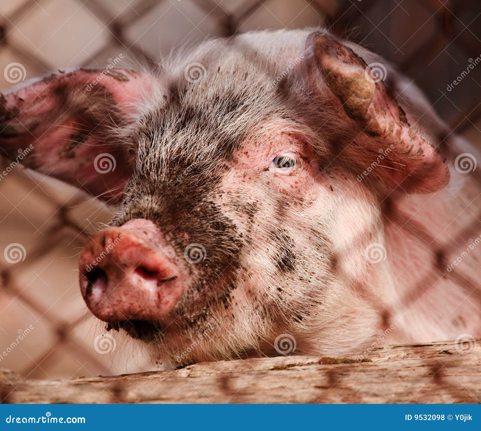 Fat pig portrait stock photo. Image of portrait, look - 9532098
