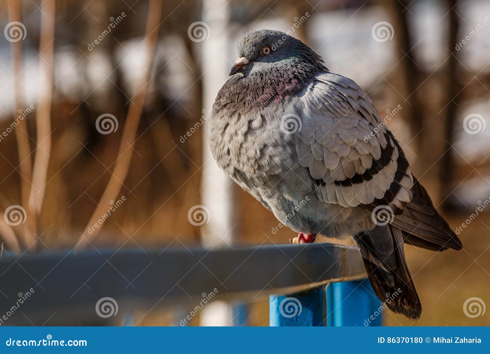 Pigeon Sitting on a Blue Railing Stock Photo - Image of static, closeup ...