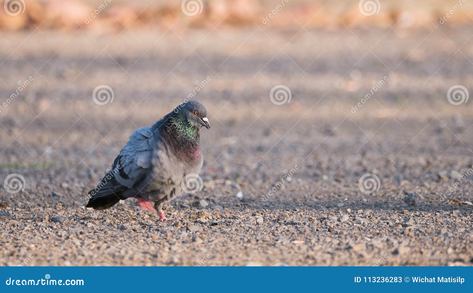 Fat Pigeon Walking on the Ground Stock Image - Image of loneliness ...