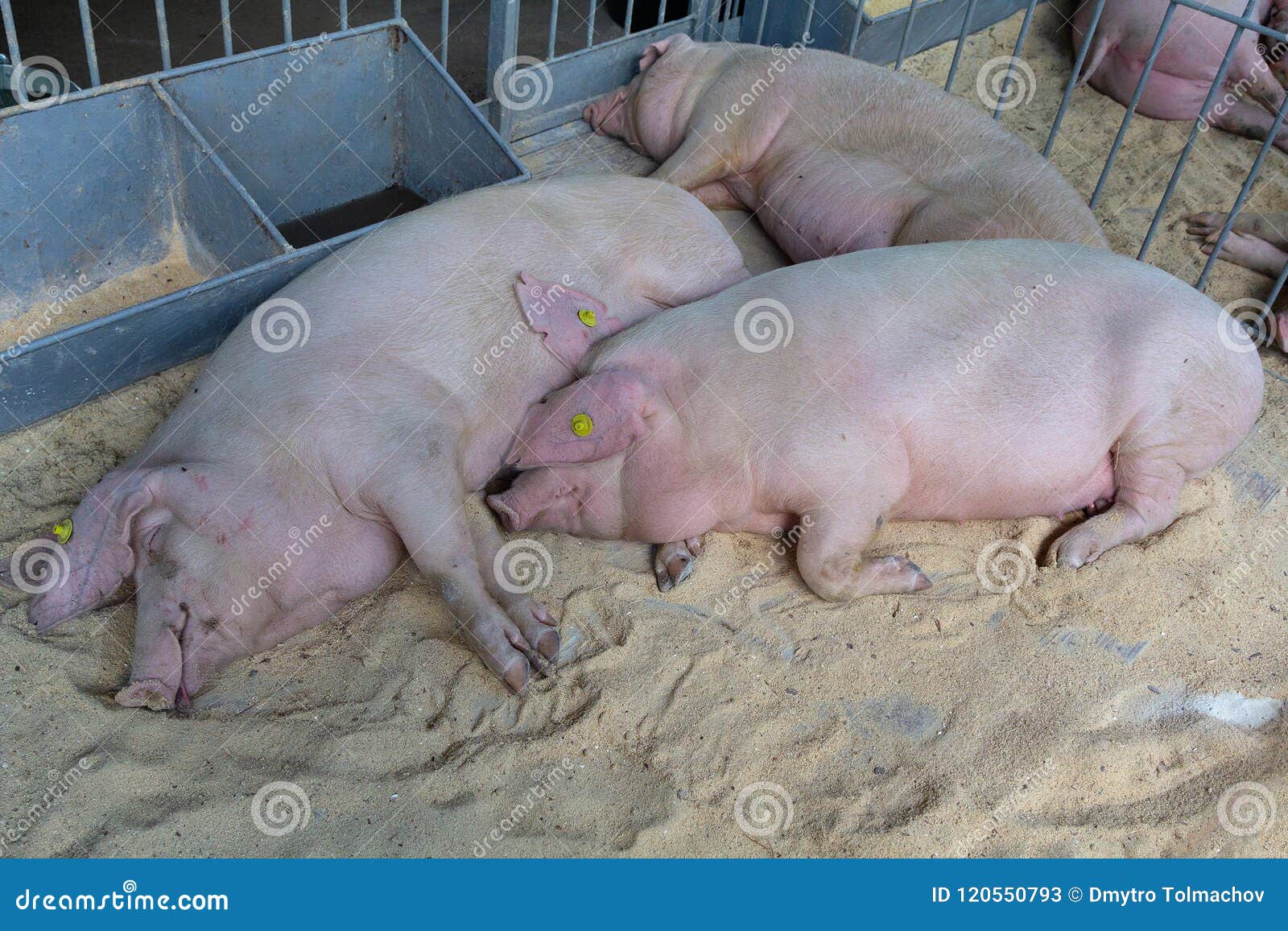 Fat Pigs Sleep In The Swamp Stock Photography | CartoonDealer.com ...