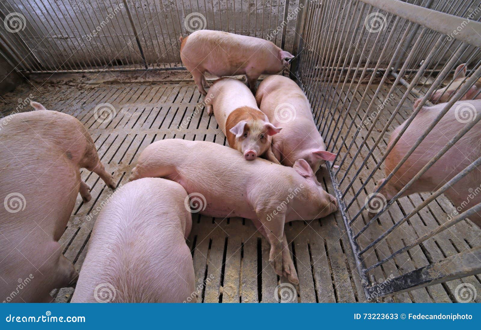 Fat Pigs in a Sty on a Farm Stock Image - Image of pigs, animal: 73223633