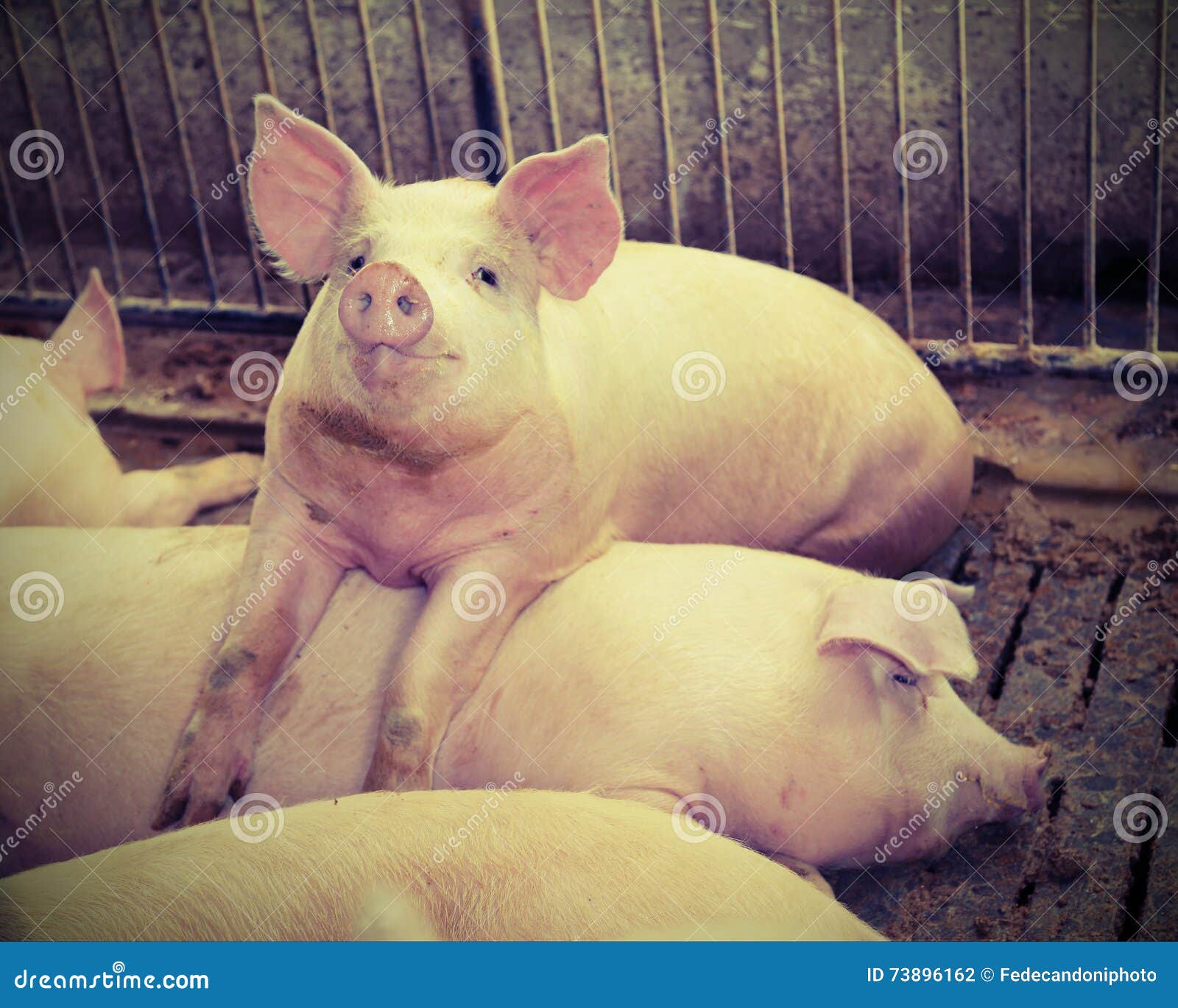 Fat Pigs in a Sty on a Farm Stock Photo - Image of farm, thoughtfully ...