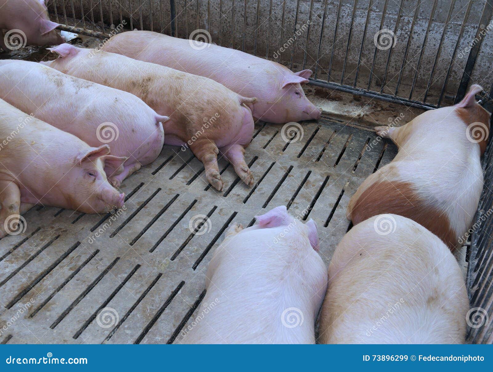 Fat Pigs in a Sty on a Farm Stock Image - Image of farm, snout: 73896299