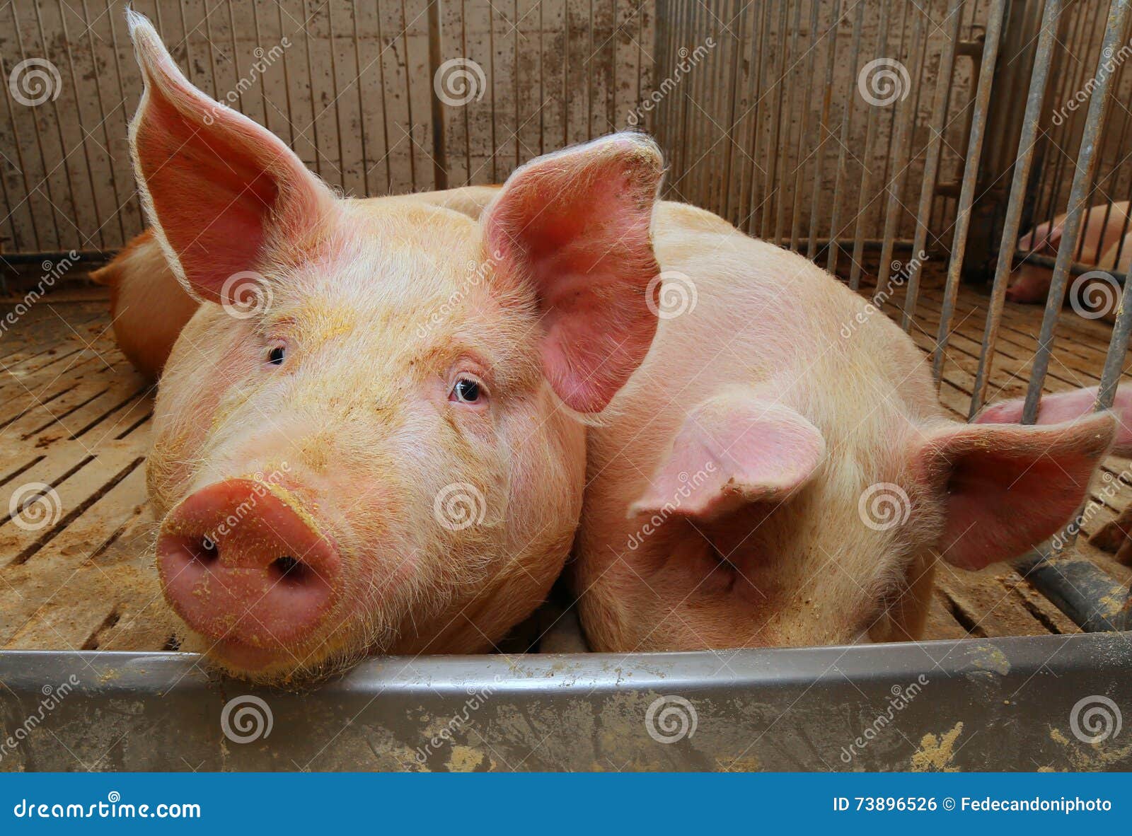 Fat Pigs in a Sty on a Farm Stock Photo - Image of farming, farmer ...