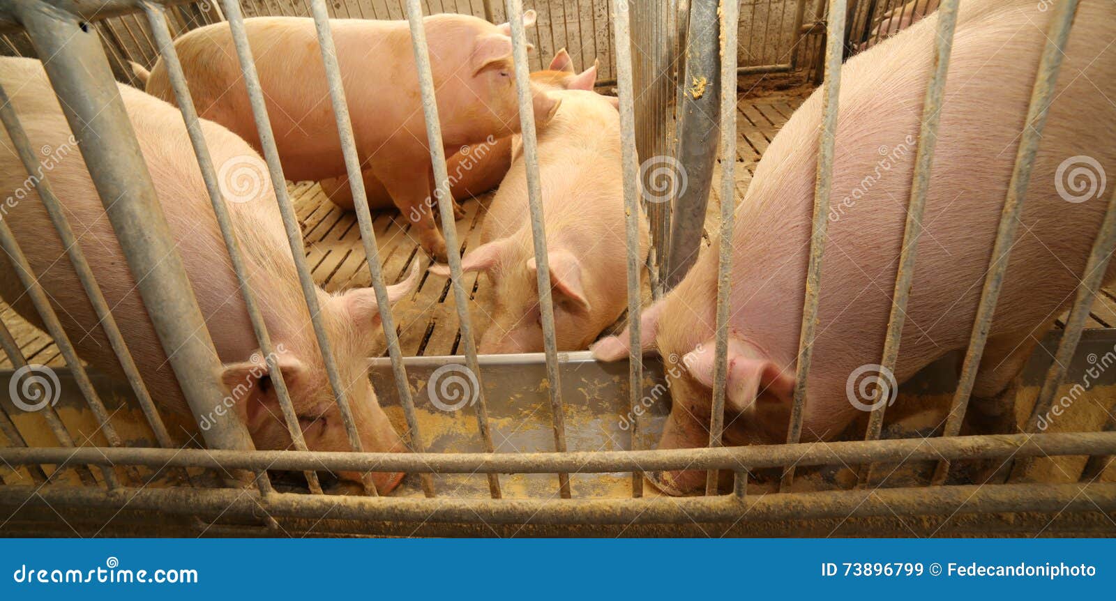 Fat Pigs in a Sty on a Farm Stock Image - Image of farmer, swine: 73896799