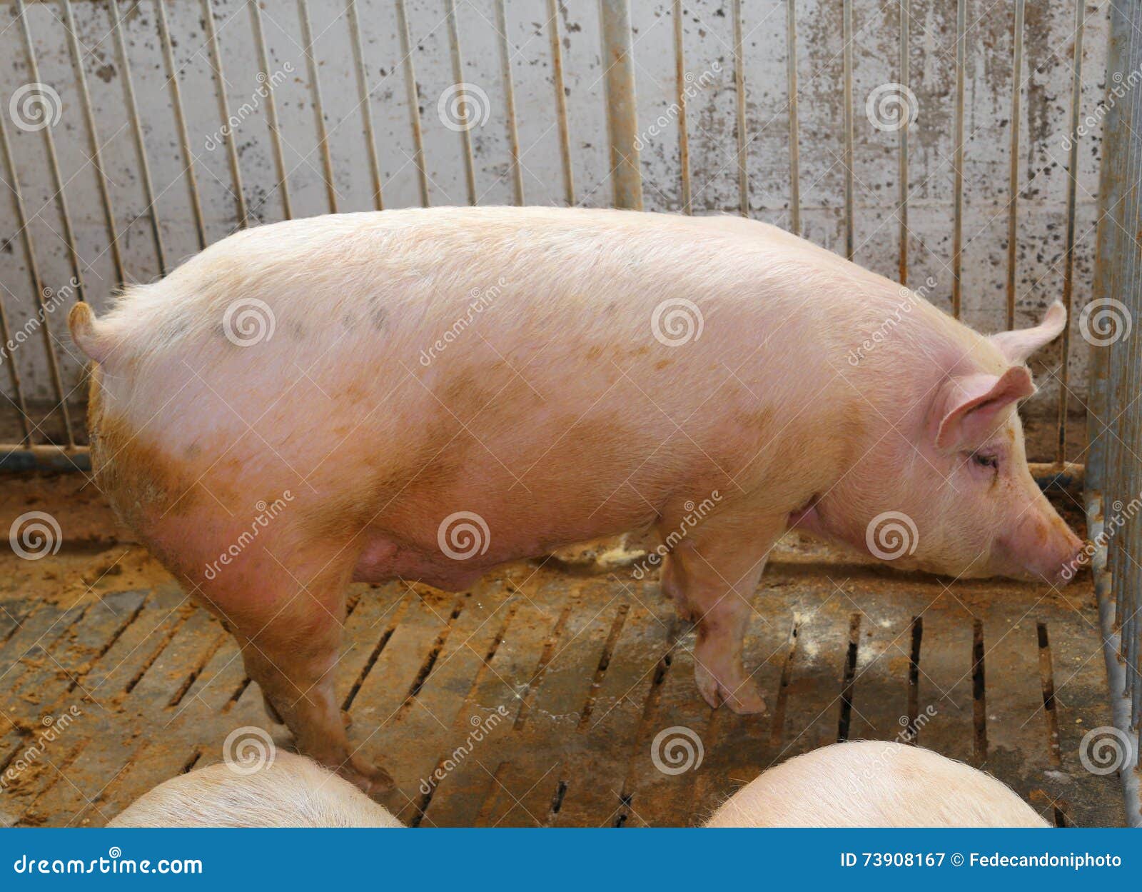 Fat Pigs in a Sty on a Farm Stock Image - Image of mammal, animal: 73908167
