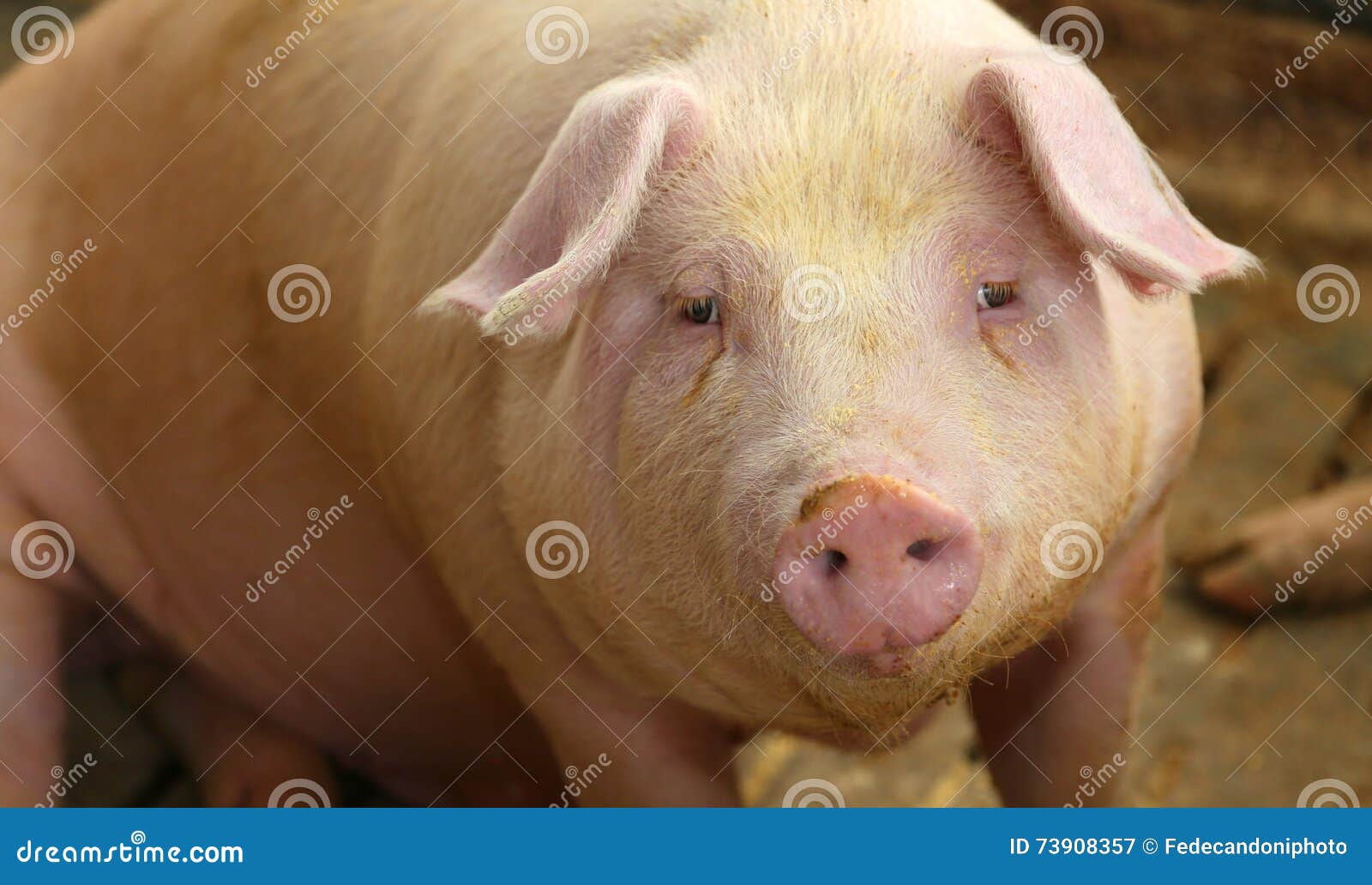 Fat Pigs in a Sty on a Farm Stock Image - Image of piggery, herding ...