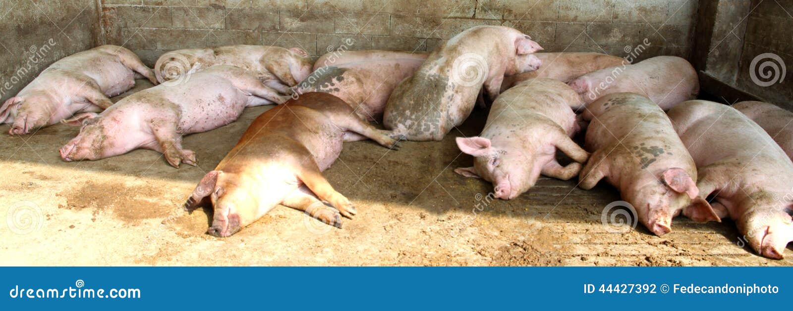 Fat Pigs in the Sty of the Farm Stock Photo - Image of cattle, pigs ...