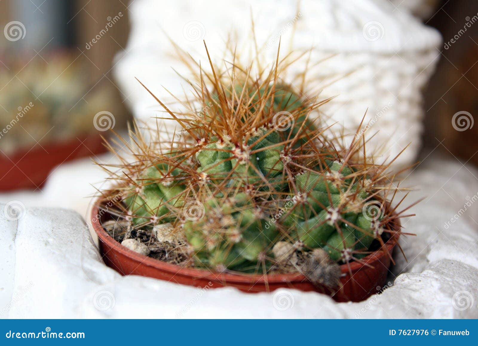 Fat plant stock photo. Image of vase, detail, needle, plant - 7627976