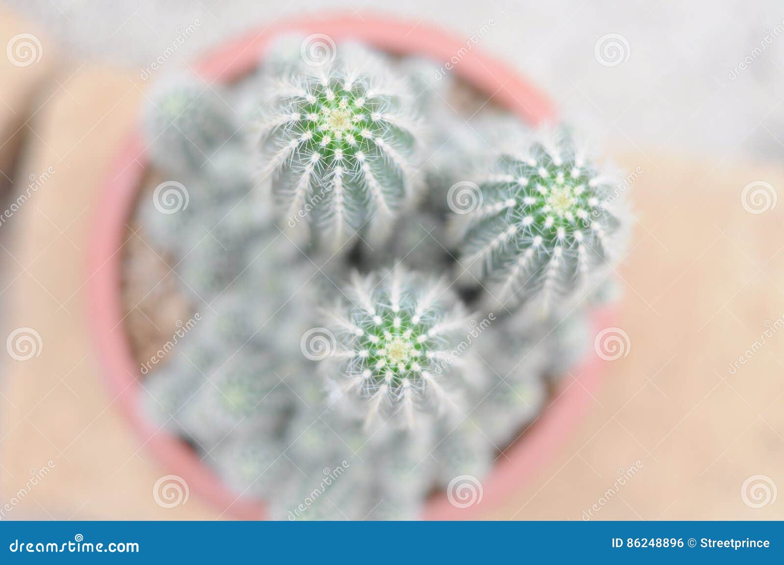 Fat plant and cactus stock photo. Image of prickle, green - 86248896