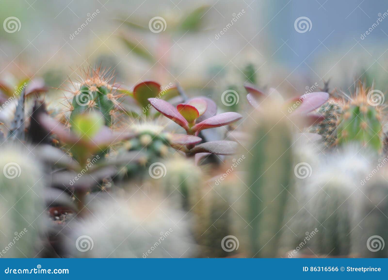 Fat plant and cactus stock photo. Image of spine, flora - 86316566