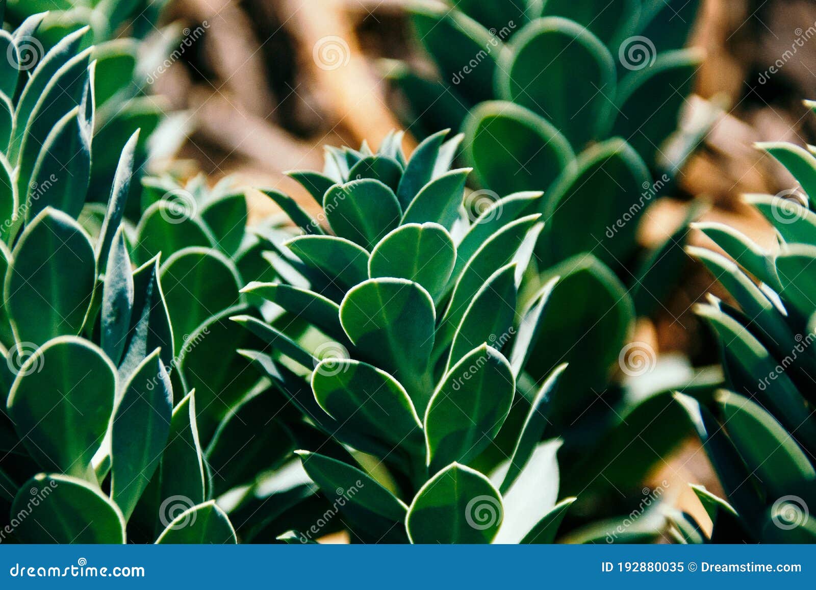Fat Plants in Garden in Close-up. Green Leaves Stock Image - Image of ...
