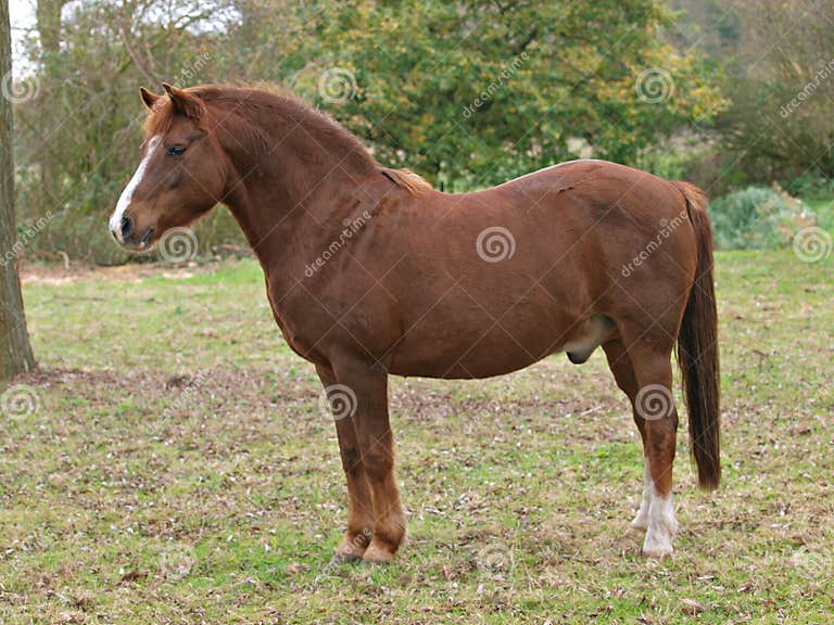 Fat Pony stock photo. Image of meadow, pasture, domestic - 25245222