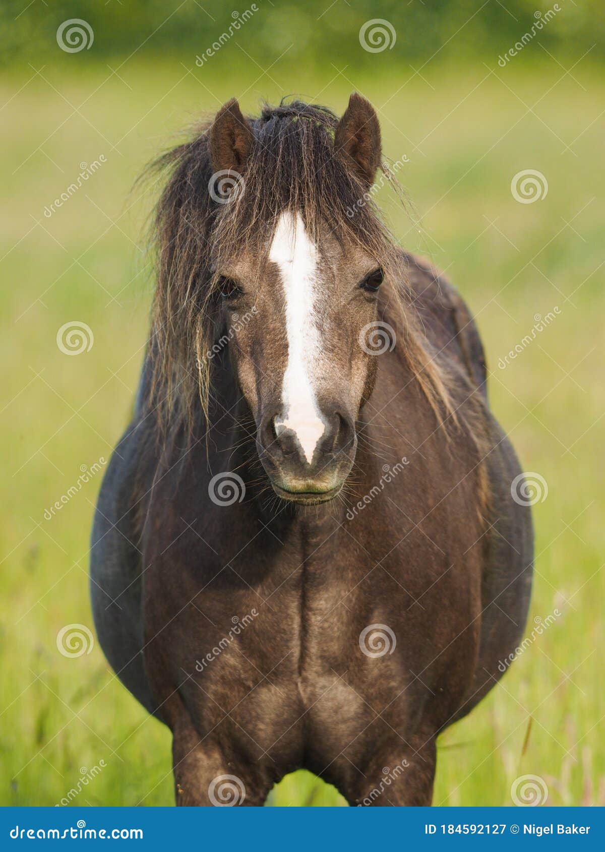 Fat Pony stock image. Image of close, grass, native - 184592127