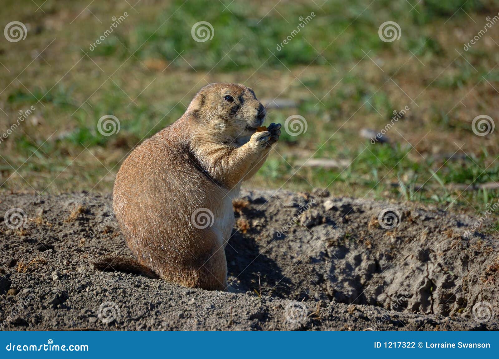 Fat Prairie Dog stock photo. Image of dogs, prairie, captured - 1217322