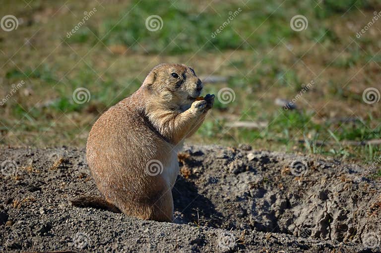 Fat Prairie Dog stock photo. Image of dogs, prairie, captured - 1217322