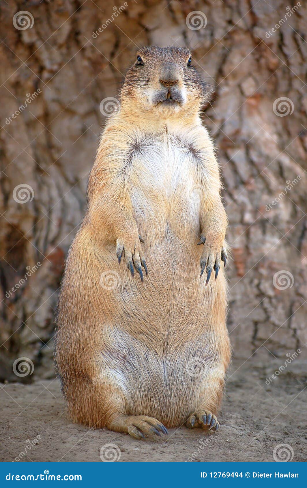 Fat Prairie Dog stock photo. Image of standing, plains - 12769494