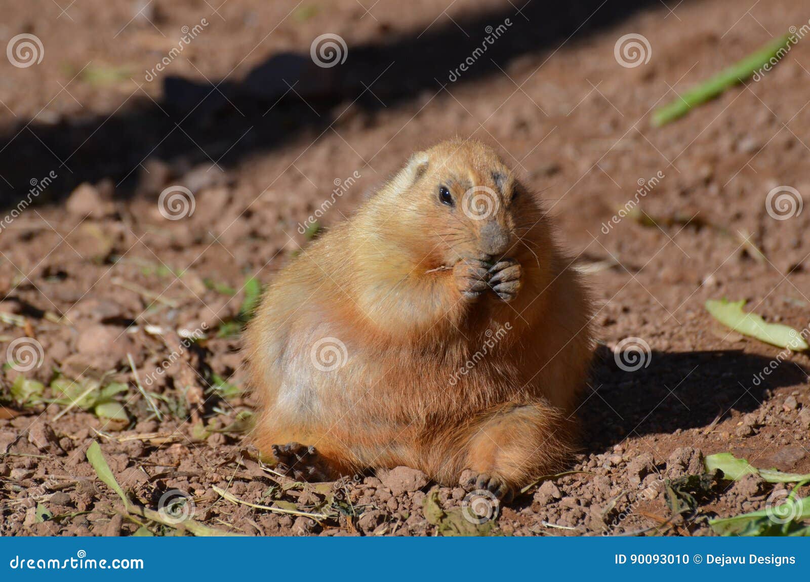 Fat Prairie Dog Snacking on Some Food Stock Photo - Image of snacking ...