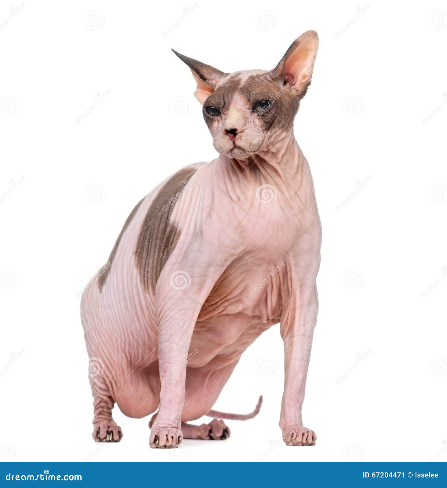 Fat and Pregnant Sphynx Sitting Stock Image - Image of hairless ...