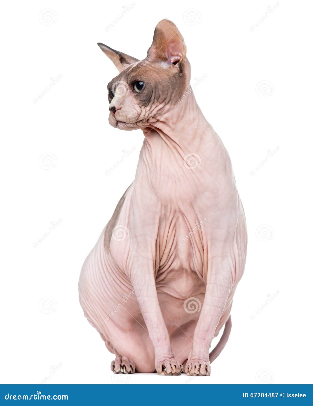 Sphynx Cat Sitting In A Blue Litterbox And Look To The Camera. Stock ...