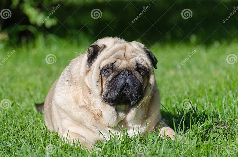 Fat pug dog stock photo. Image of green, overweight, summer - 33268454