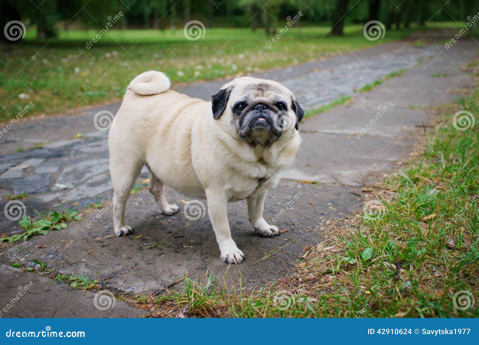 Fat Pug Outdoors stock photo. Image of cute, nature, fawn - 42910624