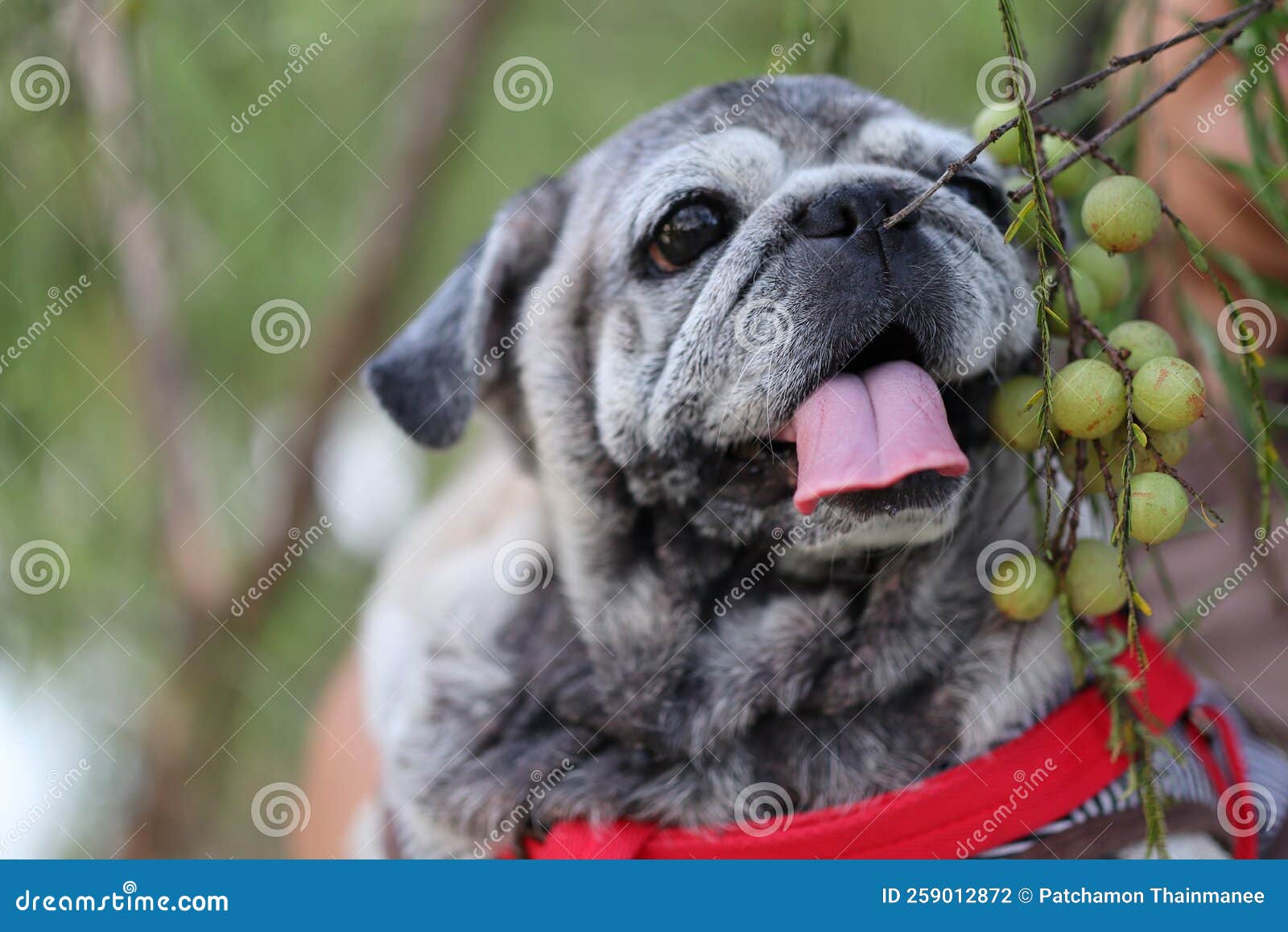 Fat Pug Sitting Outdoors Smiling Happily. Stock Photo - Image of ...