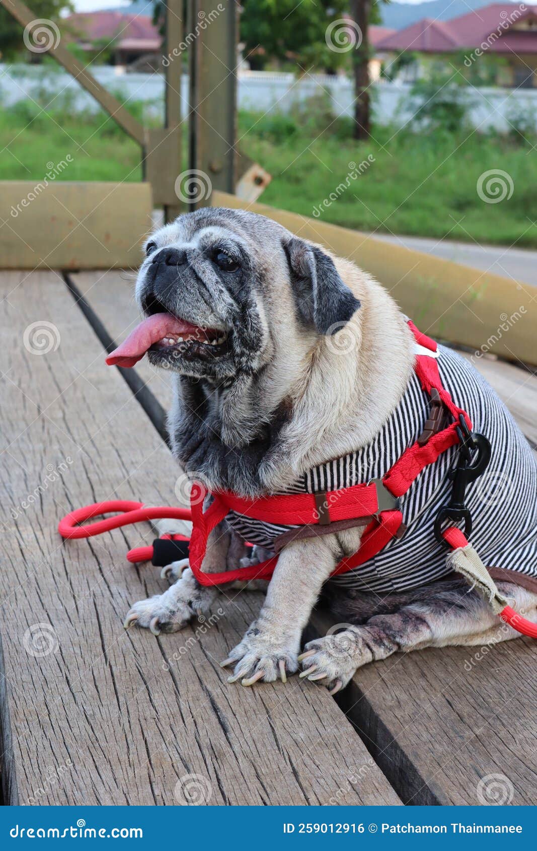 Fat Pug Sitting Outdoors Smiling Happily. Stock Photo - Image of ...